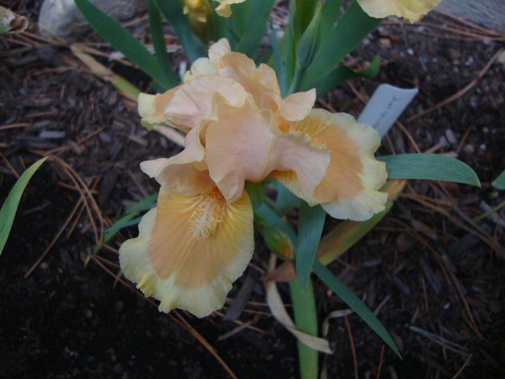 Standard Dwarf Bearded Iris (Iris 'Advance Design') in the Irises ...