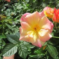 Photo of the bloom of Rose (Rosa 'Jacob's Robe') posted by Skiekitty ...