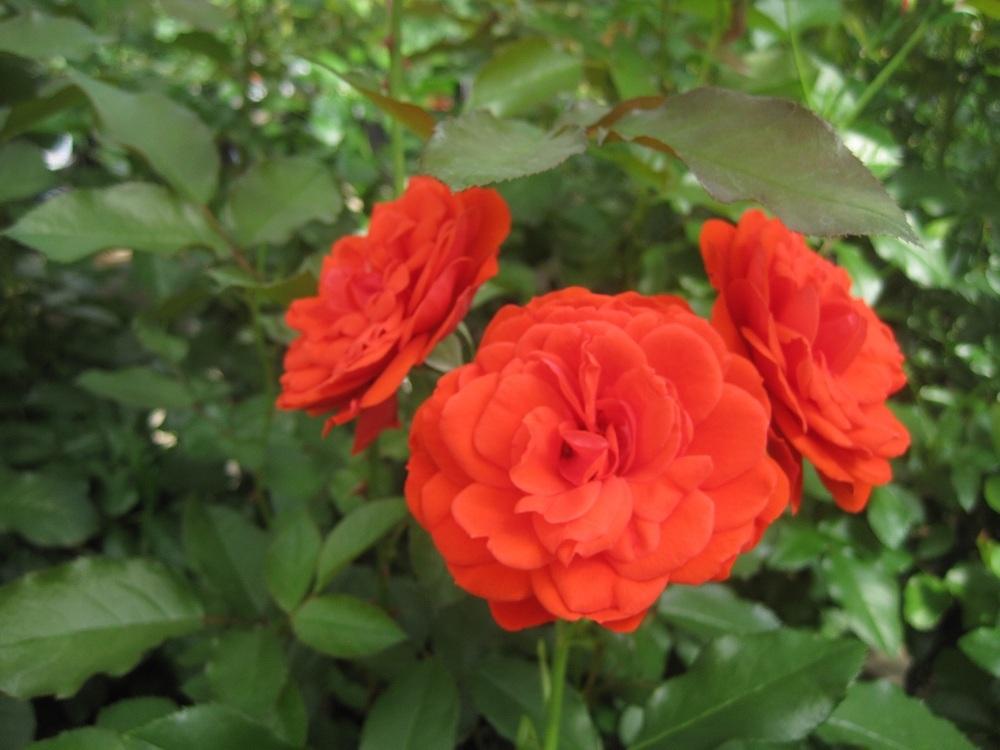 Photo of the bloom of Rose (Rosa 'Trumpeter') posted by Skiekitty ...