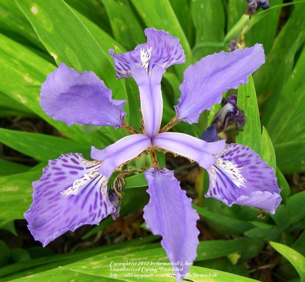 Photo of the bloom of Species Iris (Iris tectorum) posted by farmerbell ...