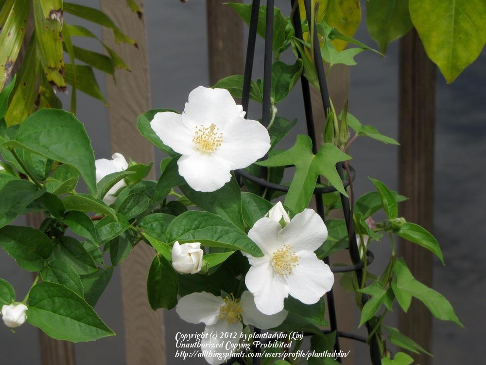 Mock Oranges: Plant Care and Collection of Varieties - Garden.org