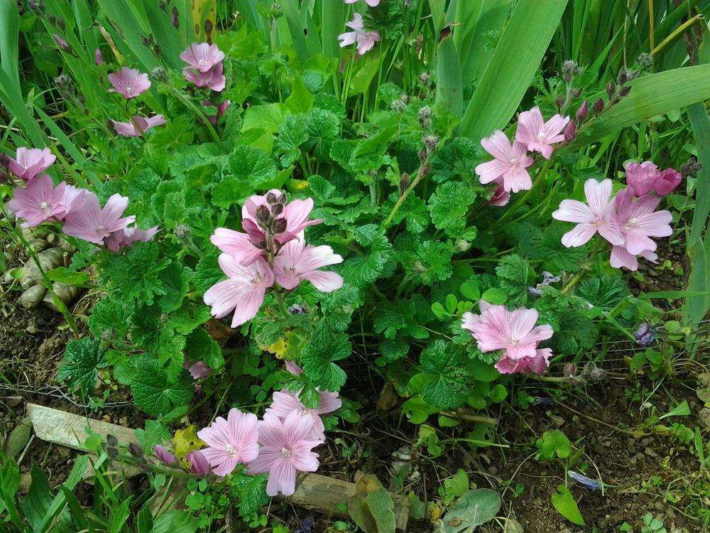 Photo of the entire plant of Prairie Mallow (Sidalcea malviflora ...