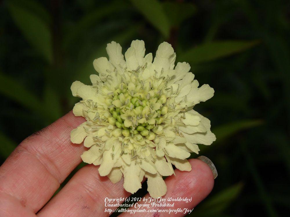 Photo of the bloom of Yellow Scabiosa (Scabiosa ochroleuca) posted by ...