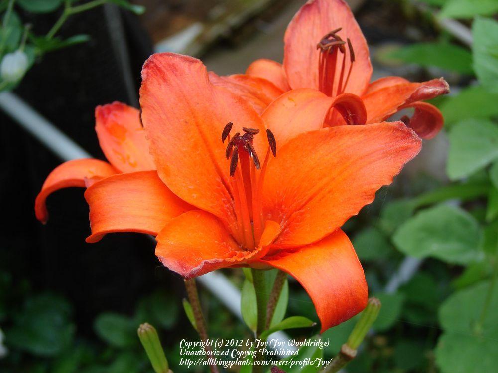 Photo of the bloom of Lily (Lilium 'Gran Paradiso') posted by Joy ...