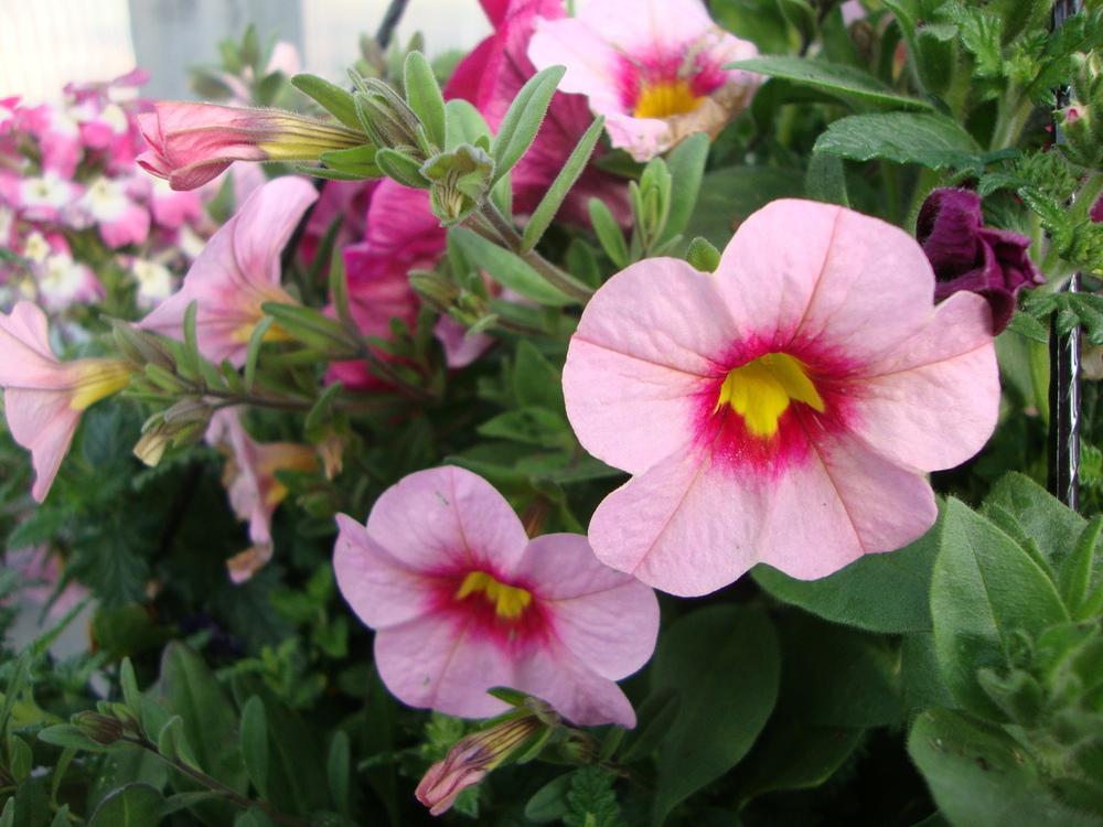 Photo of the bloom of Million Bells (Calibrachoa Superbells® Strawberry ...
