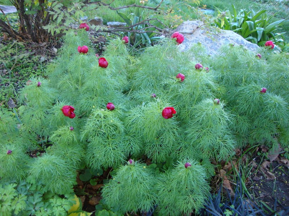 Photo of the entire plant of Fern Leaf Peony (Paeonia tenuifolia ...