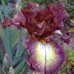 Tall Bearded Iris (Iris 'Raspberry Fudge') in the Irises Database ...