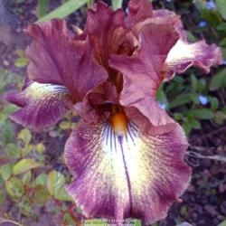 Tall Bearded Iris (Iris 'Raspberry Fudge') in the Irises Database ...