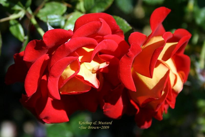 Photo of the bloom of Floribunda Rose (Rosa 'Ketchup & Mustard') posted ...