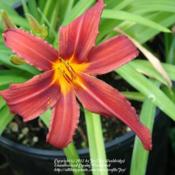 Daylily (Hemerocallis 'Red Magic') in the Daylilies Database - Garden.org
