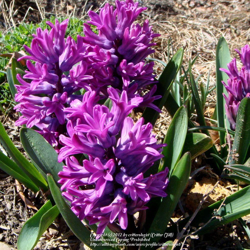 Photo of the bloom of Dutch Hyacinth (Hyacinthus orientalis 'Miss Saigon') posted by ...