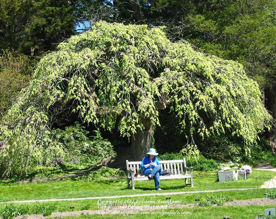 Photo of the entire plant of Weeping Elm (Ulmus glabra 'Camperdownii ...