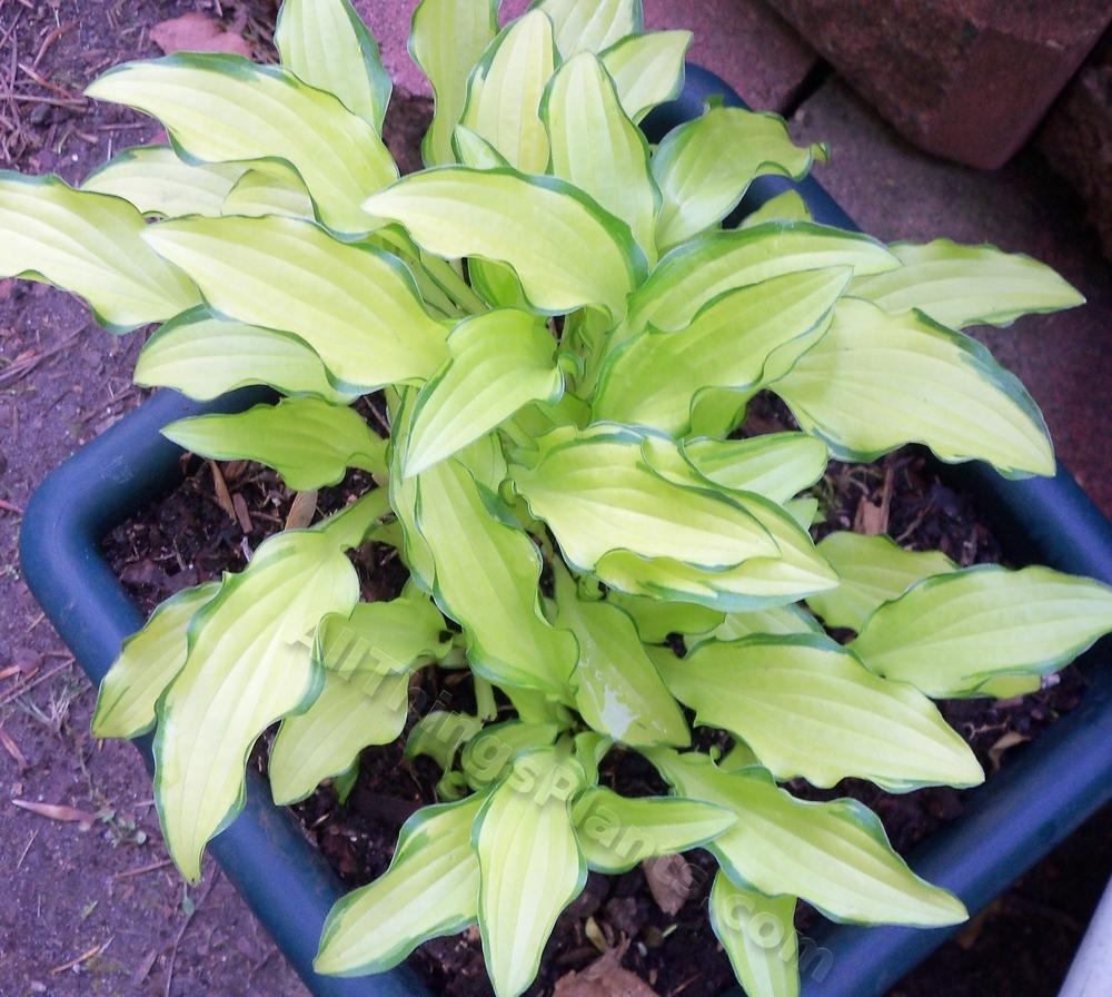 Photo of the entire plant of Hosta 'Green Eyes' posted by virginiarose ...