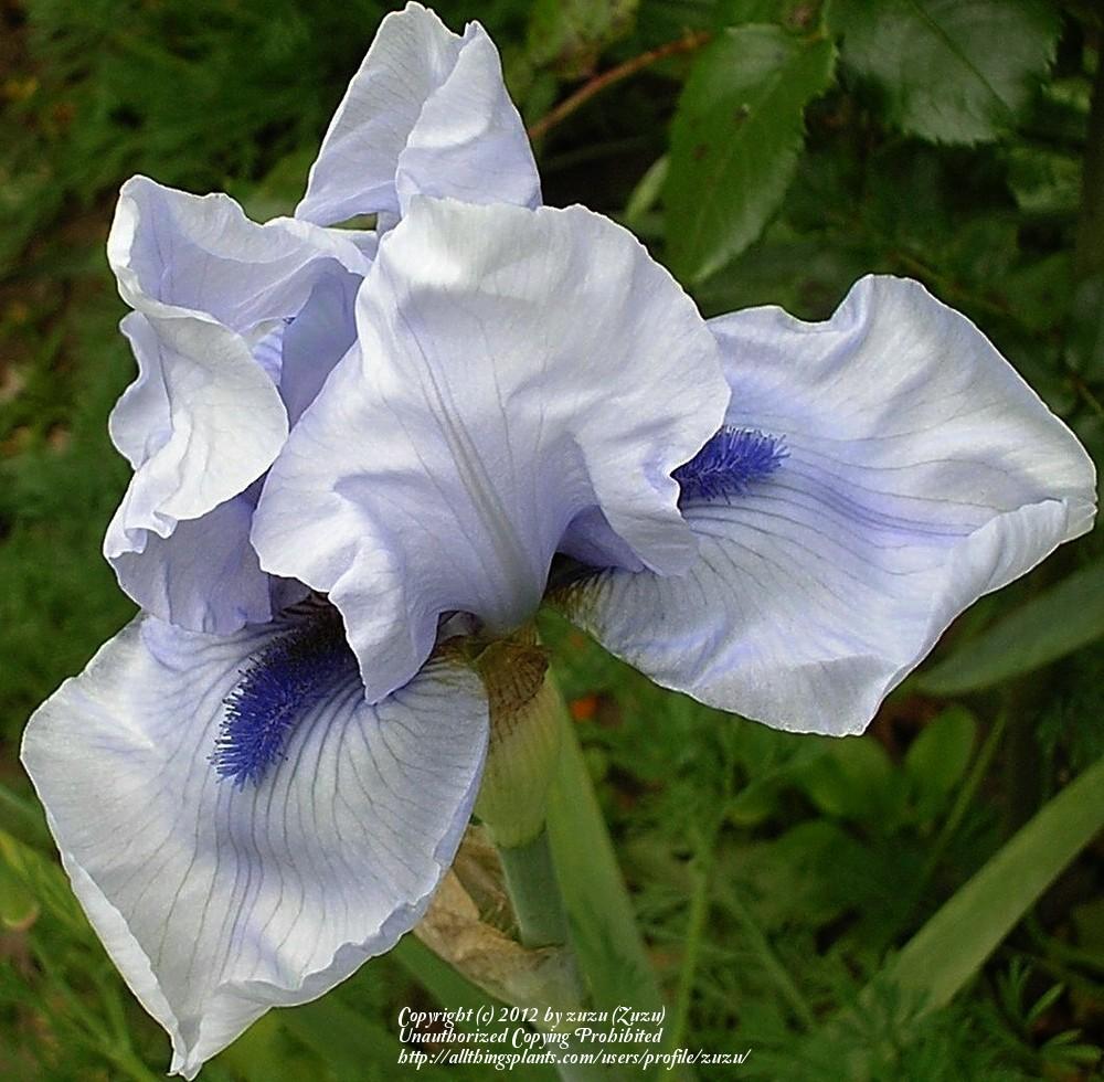 Standard Dwarf Bearded Iris (Iris 'Star of Africa') in the Irises ...