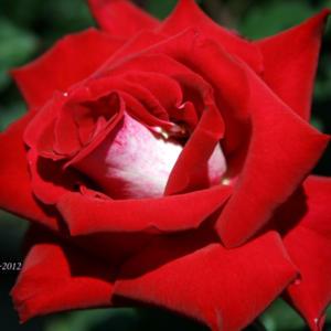 Rose (Rosa 'Fire 'n' Ice') in the Roses Database - Garden.org