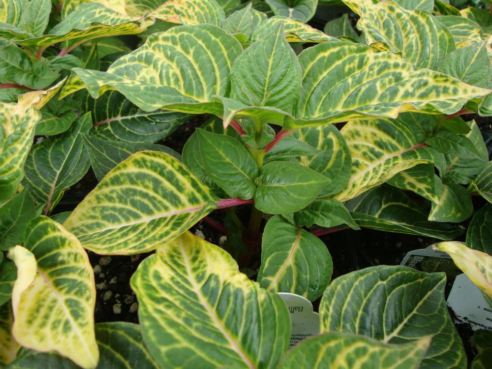 Photo of the leaves of Beefsteak Plant (Iresine Blazin' Lime) posted by ...