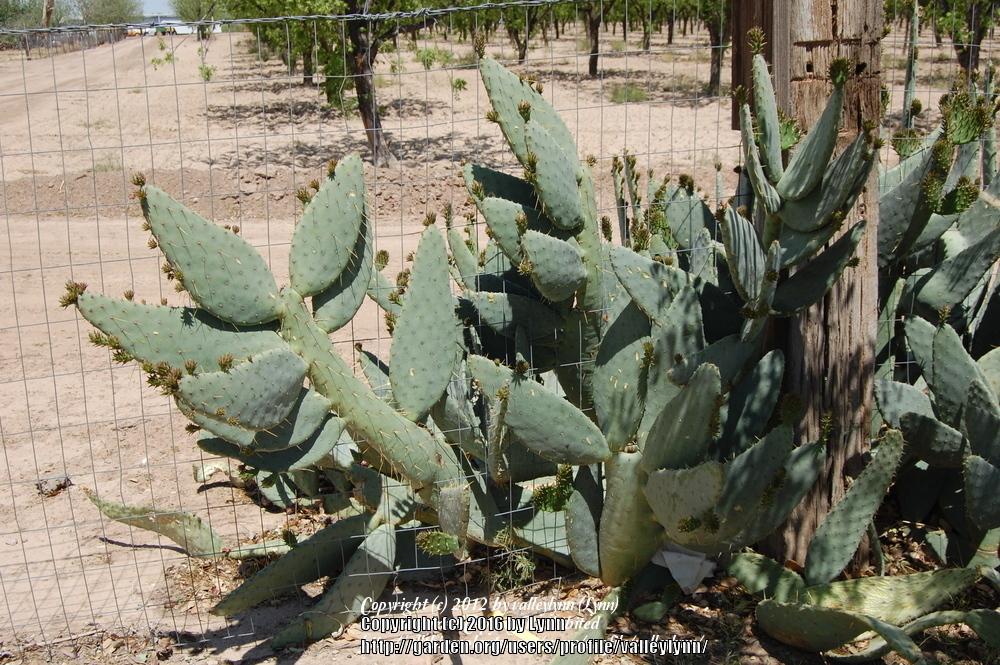 Photo of the entire plant of Cow’s Tongue Pricklypear (Opuntia ...