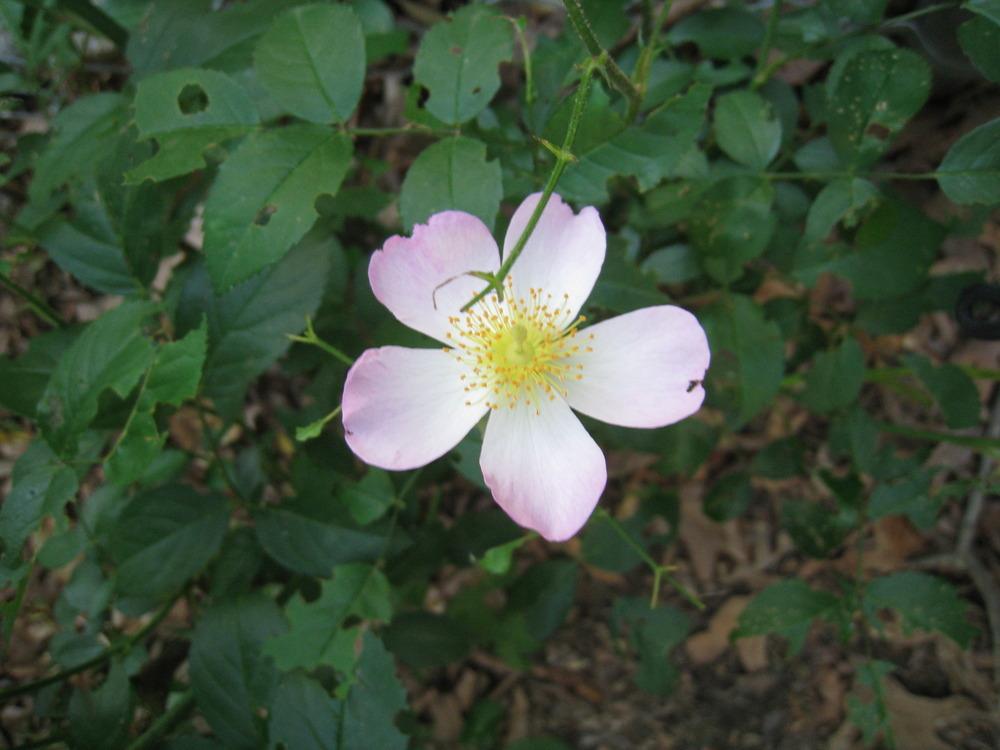 Photo of the bloom of Rose (Rosa 'Lyda Rose') posted by Hemophobic ...