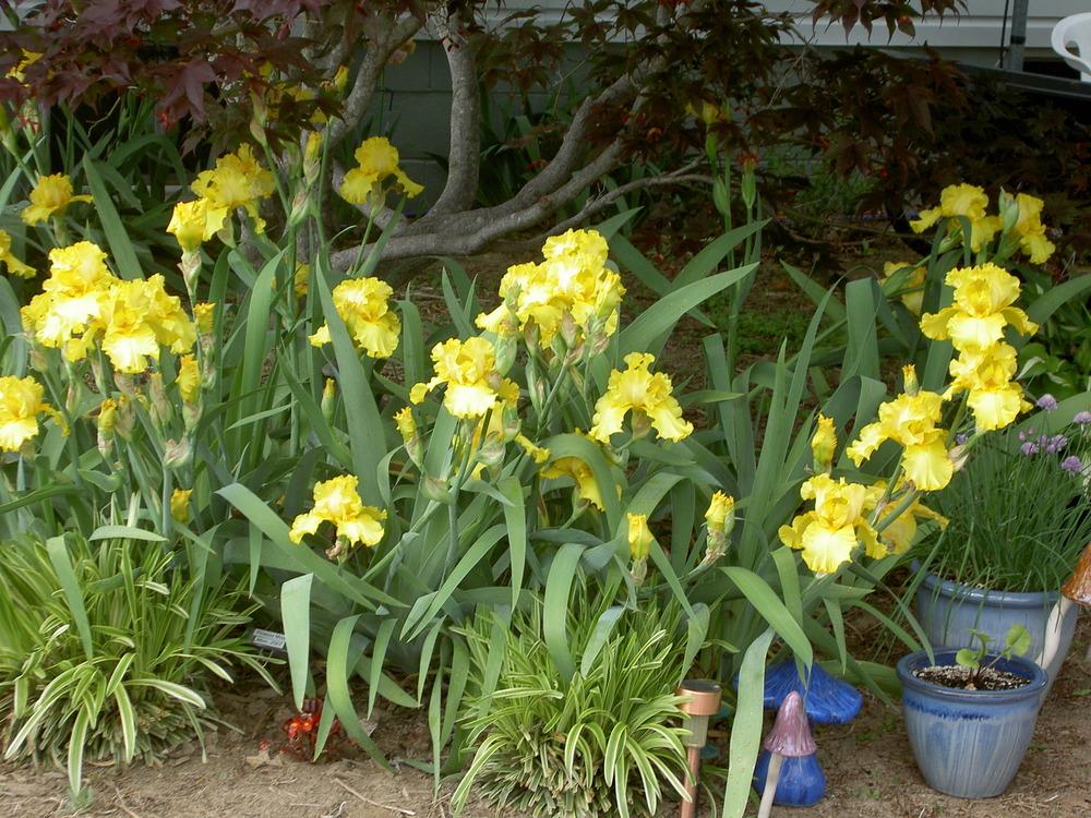 Photo of the entire plant of Tall Bearded Iris (Iris 'Picasso Moon ...
