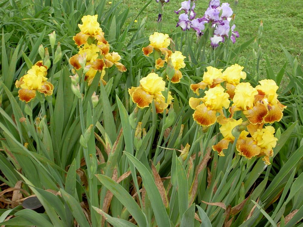 Photo of the entire plant of Tall Bearded Iris (Iris 'Bengal Tiger ...