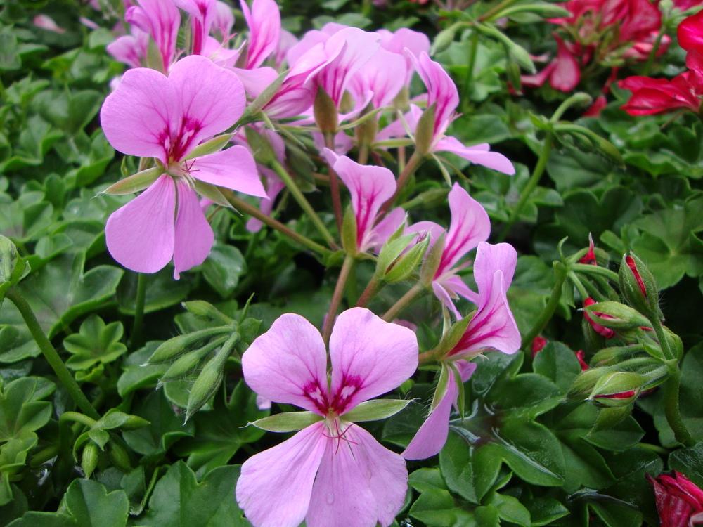 Photo of the bloom of Ivy Geranium (Pelargonium peltatum Blizzard® Blue ...
