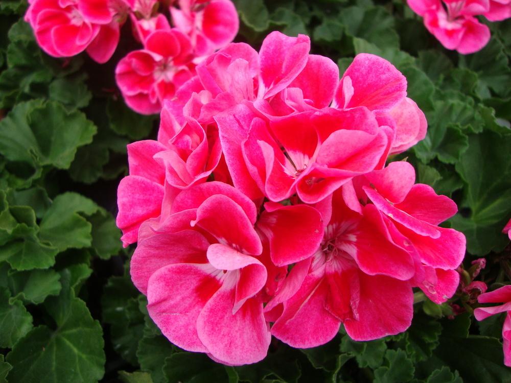 Photo of the bloom of Zonal Geranium (Pelargonium x hortorum Fantasia ...