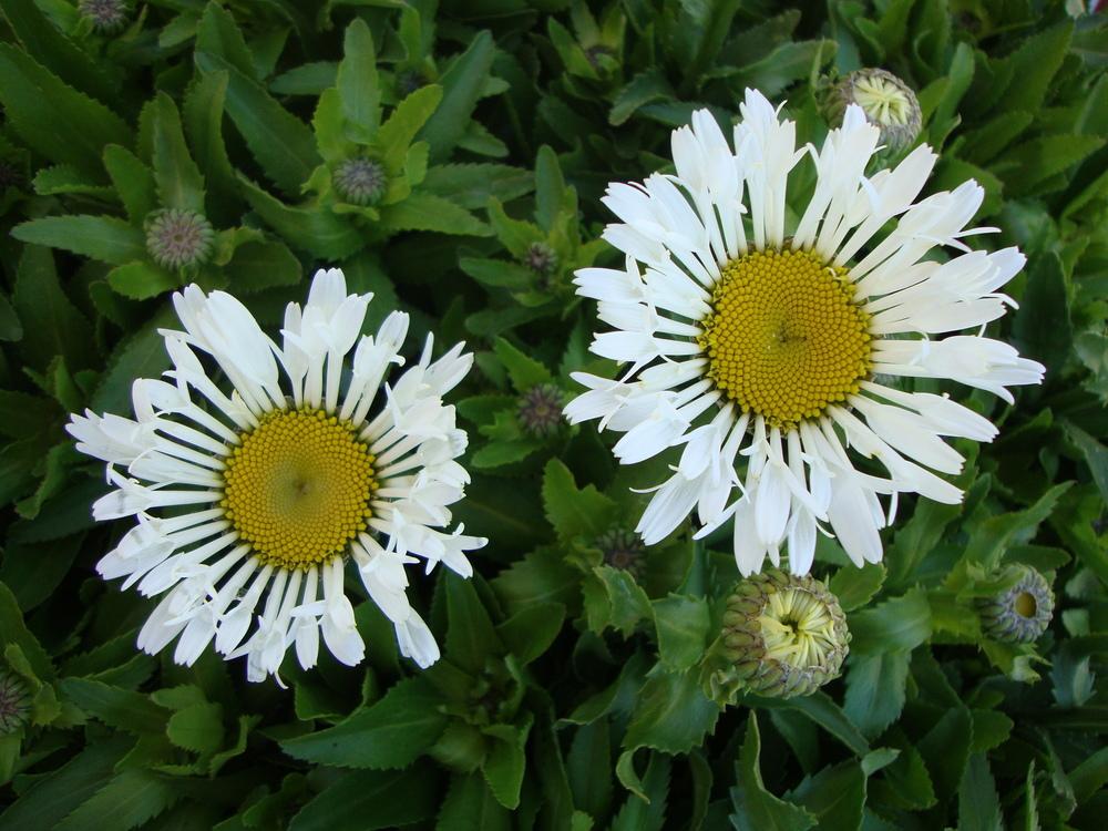 Shasta Daisies: Plant Care and Collection of Varieties - Garden.org