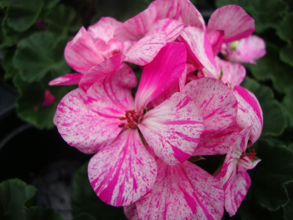 Photo of the bloom of Zonal Geranium (Pelargonium x hortorum Fantasia ...