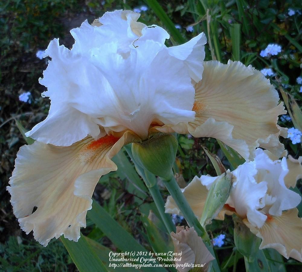Border Bearded Iris (Iris 'Waiting for October') in the Irises Database ...