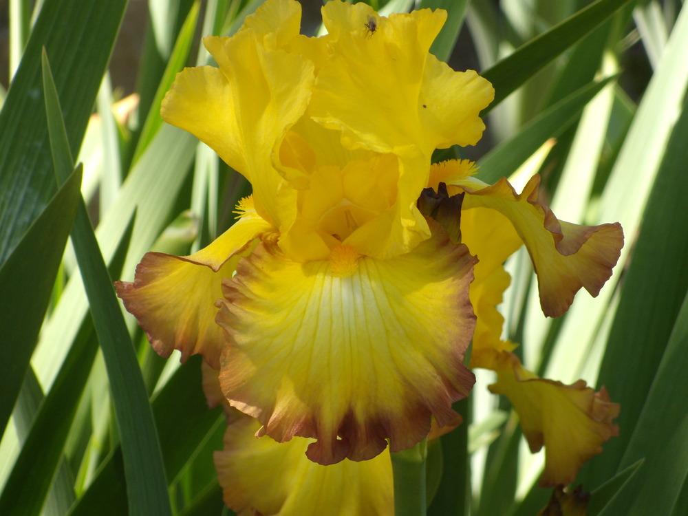 Photo of the bloom of Tall Bearded Iris (Iris 'Bold Vision') posted by ...
