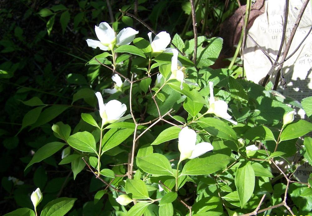 Photo of the entire plant of Sweet Mock Orange (Philadelphus coronarius) posted by LindaTX8 ...