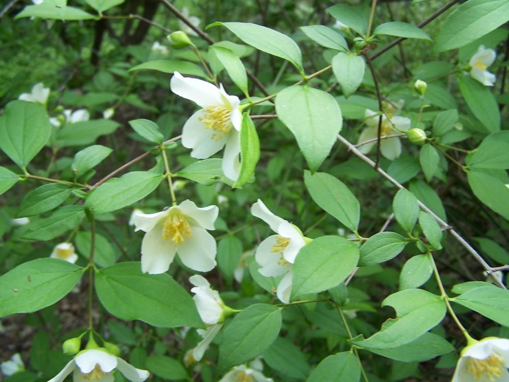 Photo of the bloom of Sweet Mock Orange (Philadelphus coronarius) posted by LindaTX8 - Garden.org