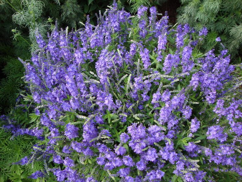 May Plants for Honey Bees - Garden.org