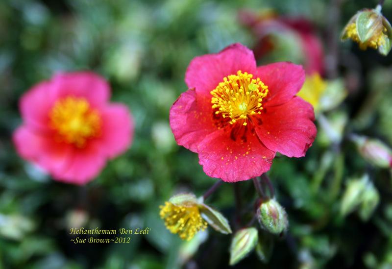 Photo of the bloom of Rock Rose (Helianthemum 'Ben Ledi') posted by ...