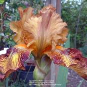 Tall Bearded Iris (Iris 'Lightning Streak') in the Irises Database ...