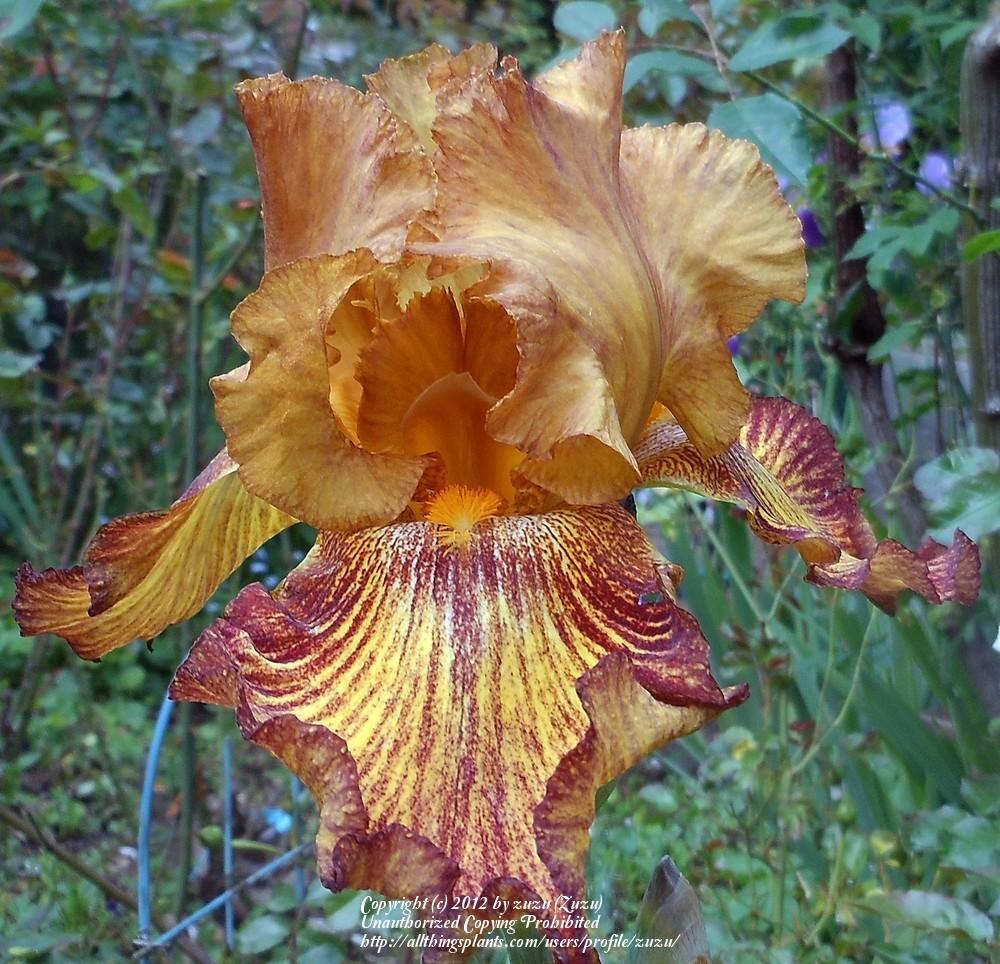 Photo of the bloom of Tall Bearded Iris (Iris 'Lightning Streak ...