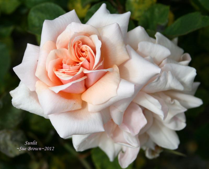 Rose (Rosa 'Sunlit') in the Roses Database - Garden.org