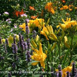 Garden Tour with Bobbie Brooks (lilylady) - Garden.org