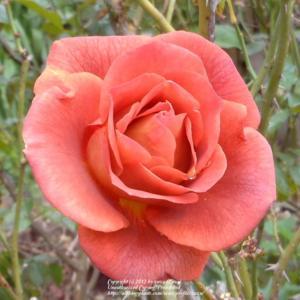 Rose (Rosa 'Laura Bush') in the Roses Database - Garden.org