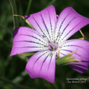 Photo of the entire plant of Corn Cockle (Agrostemma githago 'Milas ...