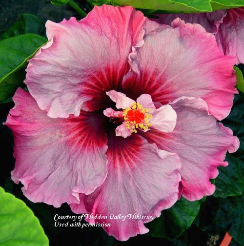 Tropical Hibiscus (Hibiscus rosa-sinensis 'Magnifique') in the Tropical ...
