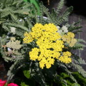 Photo of the bloom of Yarrow (Achillea 'Moonshine') posted by Paul2032 ...