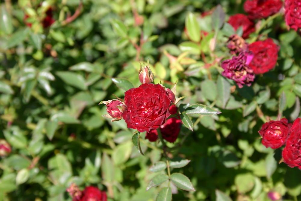 Photo of the bloom of Rose (Rosa 'Red Cascade') posted by dave - Garden.org