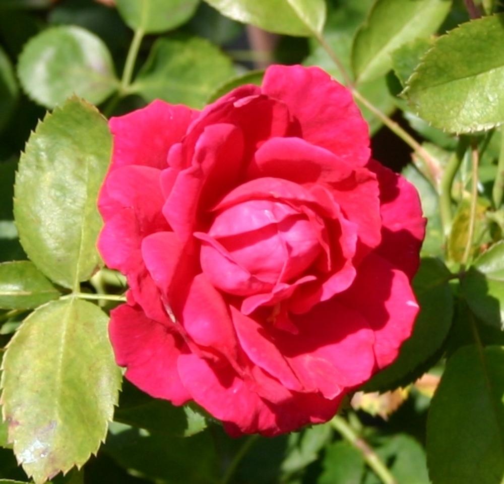 Rose (Rosa 'My Girl') in the Roses Database - Garden.org