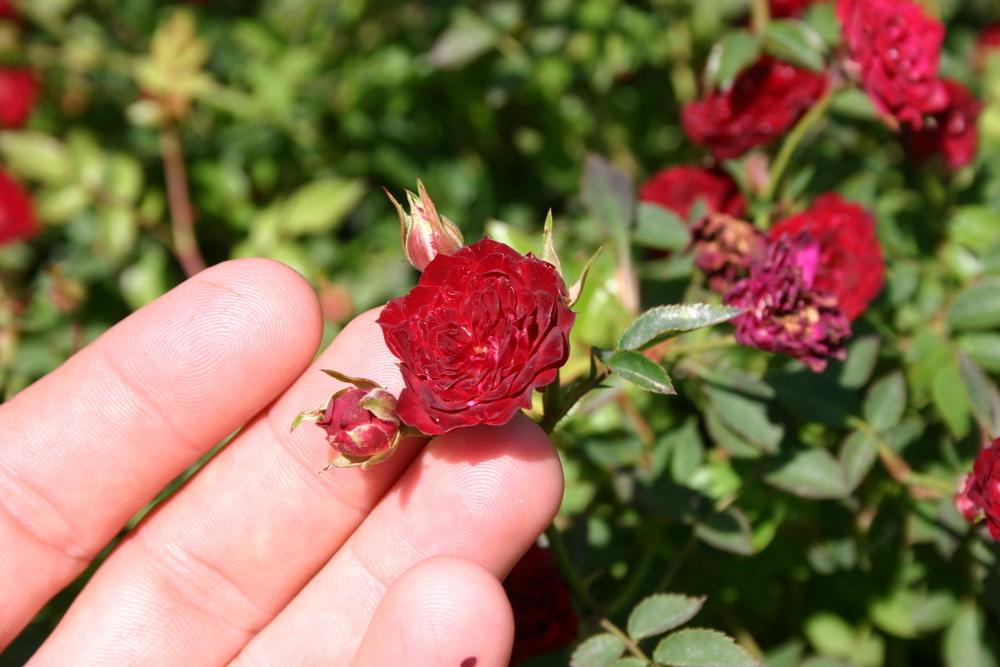 Photo of the bloom of Rose (Rosa 'Red Cascade') posted by dave - Garden.org