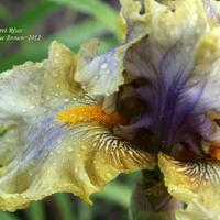 Photo of the bloom of Tall Bearded Iris (Iris 'Secret Rites') posted by ...