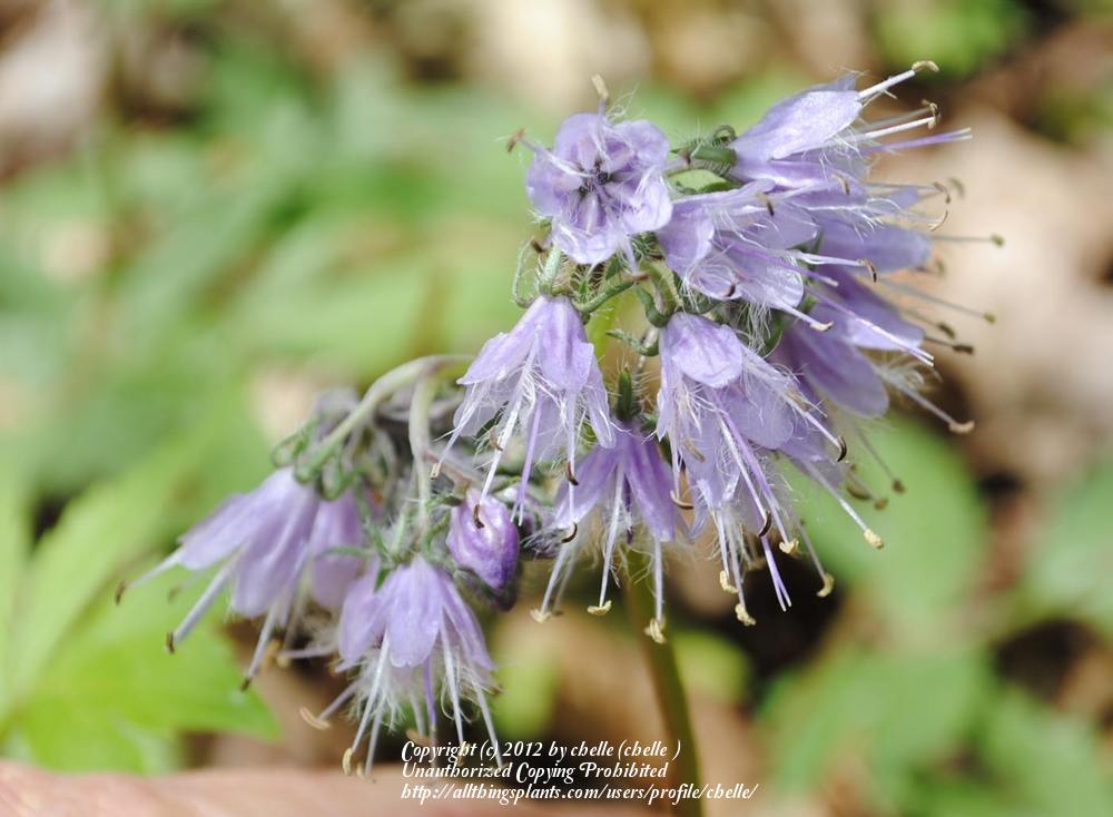 Photo of the bloom of Virginia Waterleaf (Hydrophyllum virginianum ...