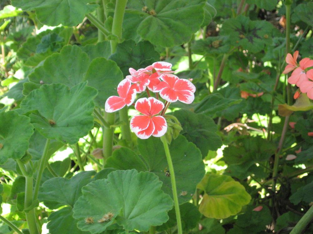 Fish Geranium (Pelargonium x hortorum 'Mr. Wren') in the Pelargoniums ...