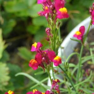 Toadflax (Linaria 'Enchantment') - Garden.org
