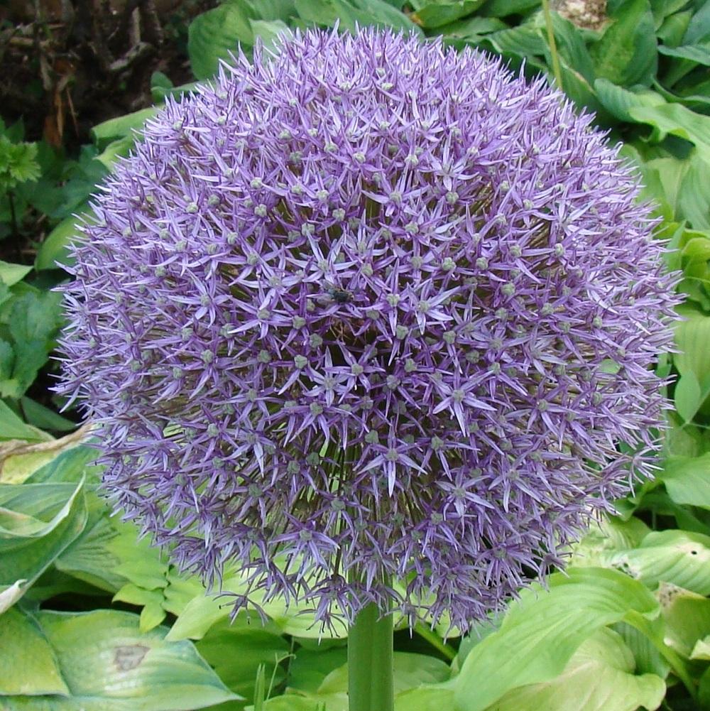 Allium 'Round and Purple' - Garden.org